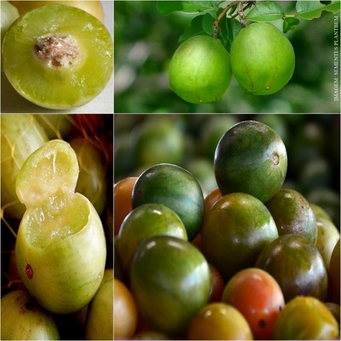 Embu: benefícios e propriedades importantes – Diário GM